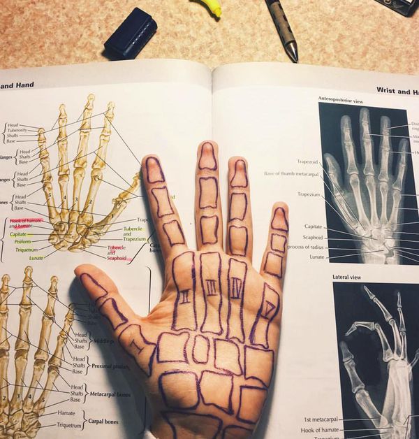 Best Way To Learn Anatomy Fasrwho