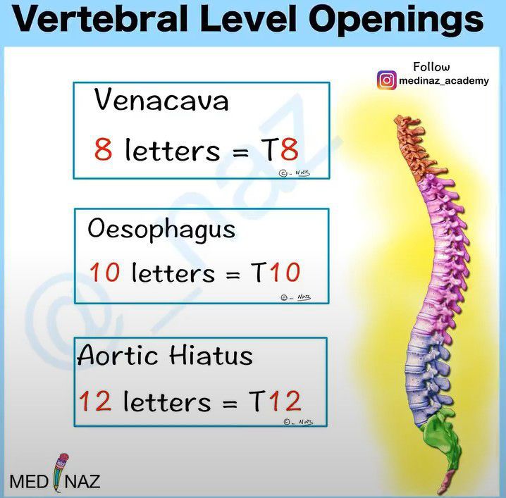 Vertebral level openings - MEDizzy