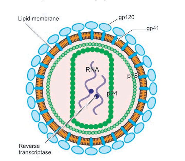 Hiv Virusdiagram Human Immunodeficiency Virus (HIV)\ Acquired Immune