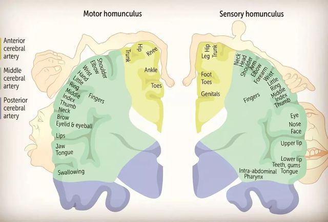 sensory homunculus function