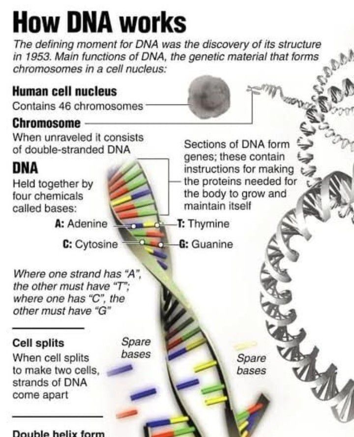 How DNA Works? - MEDizzy