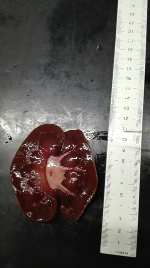 Another photo of a goat kidney - MEDizzy