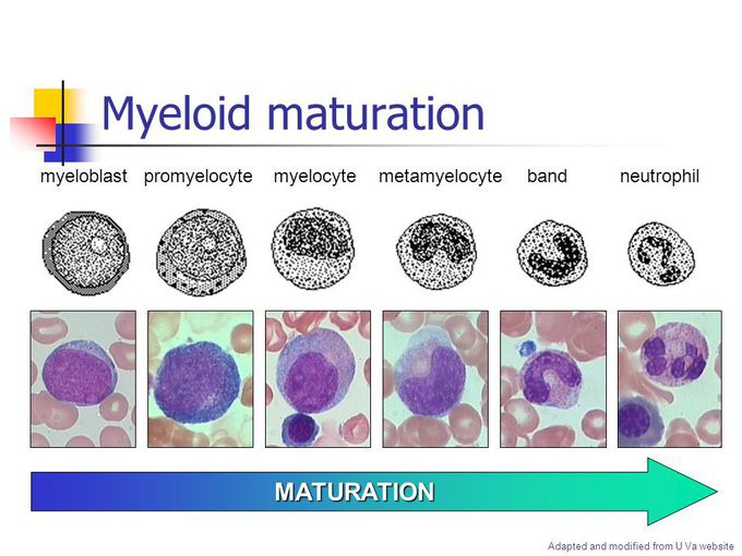 Myloid maturation - MEDizzy