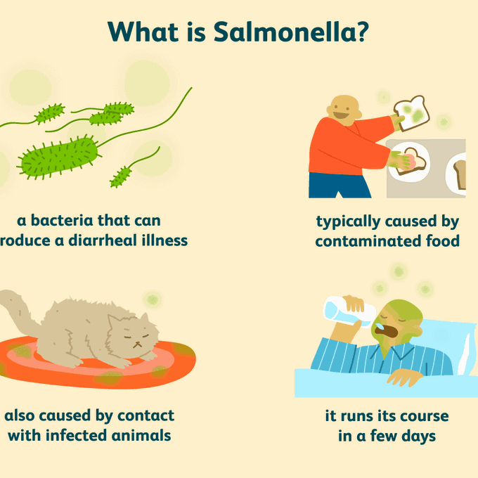 Salmonella - MEDizzy