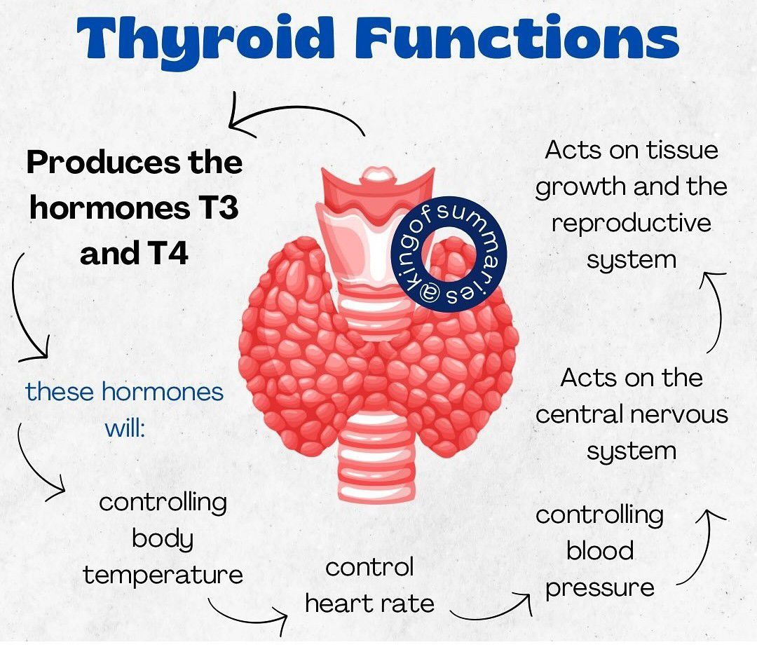 Thyroid Functions - MEDizzy