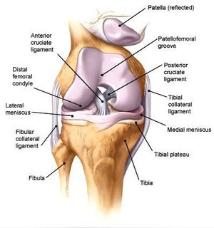 Anatomy of knee joint - MEDizzy