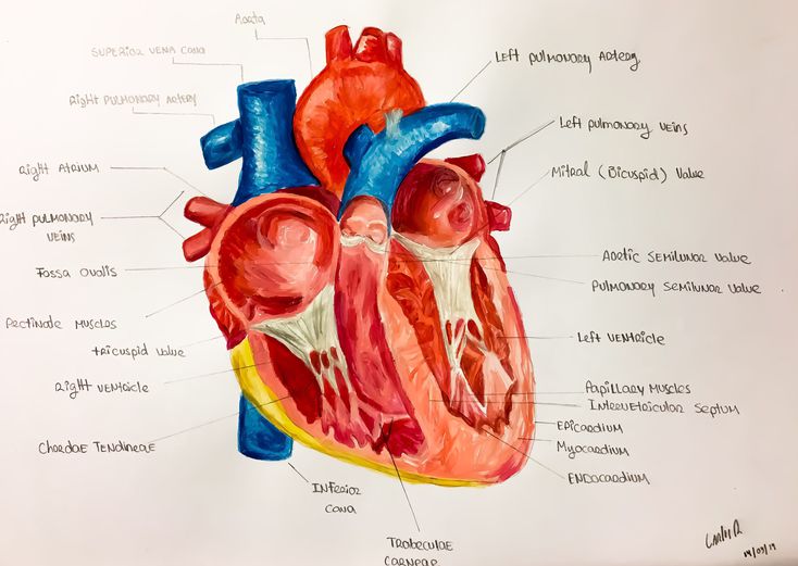 Structure of the human heart - MEDizzy