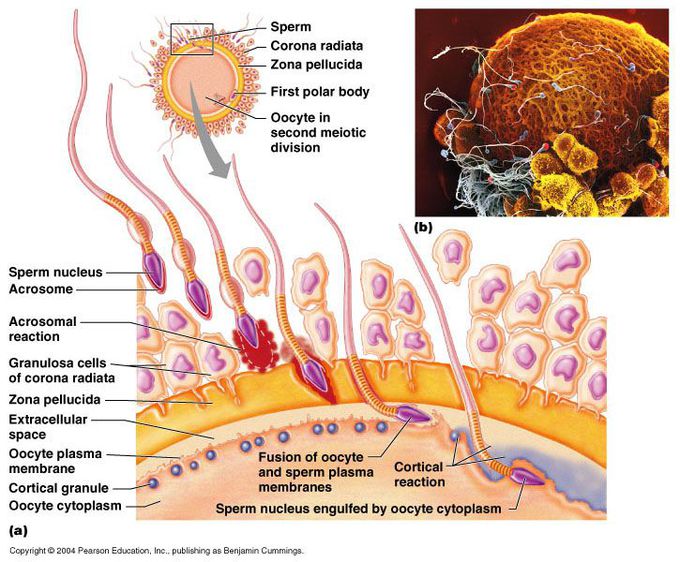 Cortical reaction - MEDizzy