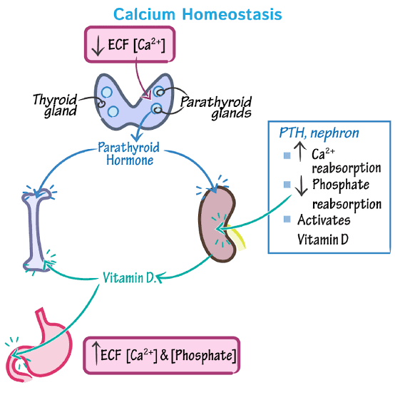 Calcium Homeostasis MEDizzy