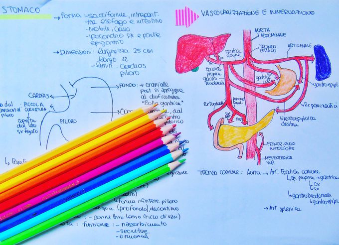 Gastric anatomy - MEDizzy