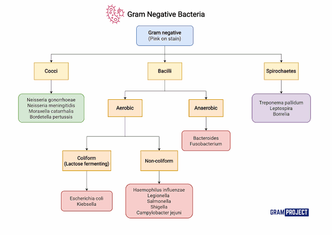 Gram Negative Bacteria - MEDizzy
