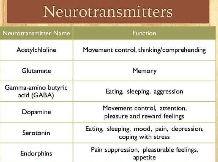 Neurotransmitters And Their Functions Chart