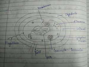 Bacterial cell - MEDizzy