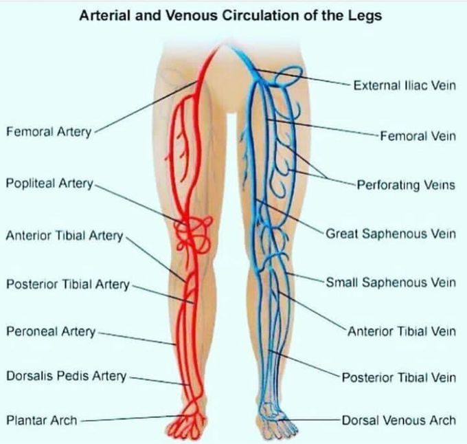 Arterial and venous circulation of leg - MEDizzy